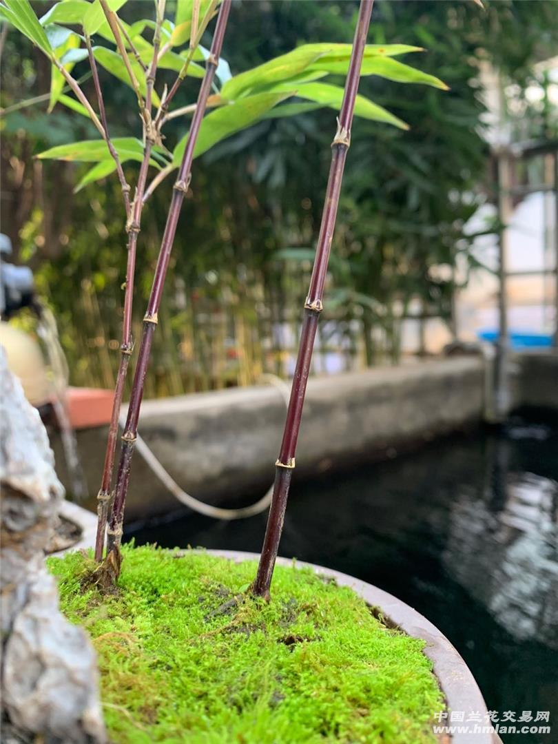 新年快乐竹报平安节节高升 其他花卉 兰花交易网论坛