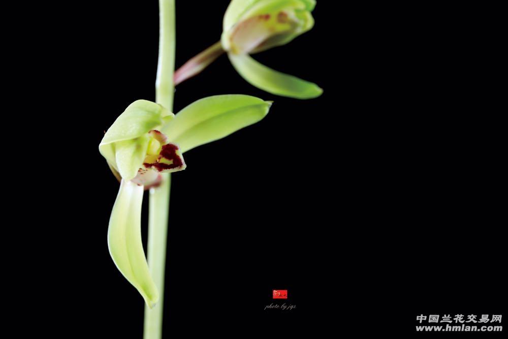 端蕙梅 蕙兰篇 兰花交易网论坛